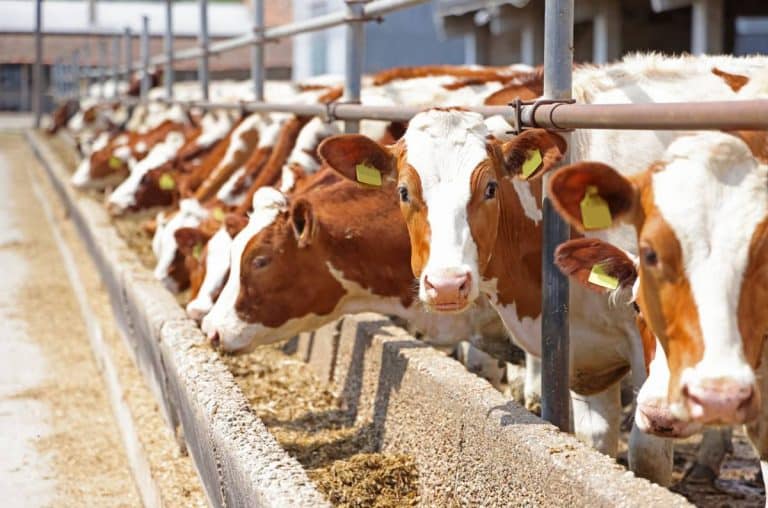 Élevage de bovins, comment prendre soin du bétail